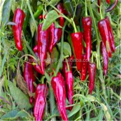 Κίνα Ενιαίο χορτάρι τσίλι Guajillo κόκκων το ξηρό αφυδάτωσε την πικάντικη κόκκινη πάπρικα προς πώληση
