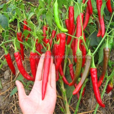 Κίνα Ενιαίο χορτάρι τσίλι Guajillo κόκκων το ξηρό αφυδάτωσε την πικάντικη κόκκινη πάπρικα προς πώληση
