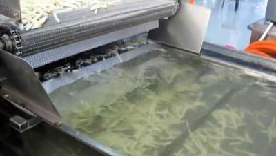 Cina Sbucciatura automatica completa industriale di lavaggio del macchinario di trasformazione dei prodotti alimentari delle patatine fritte in vendita