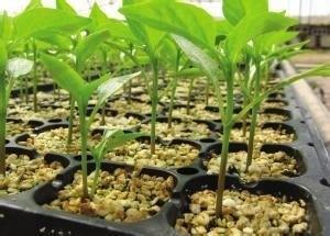 중국 HDPE UV 안정화 된 플라스틱 심기 트레이 공기 절단 냄비 판매용