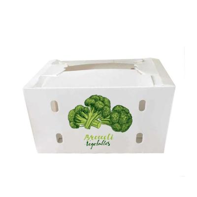 Cina Scatola di imballaggio di verdure riutilizzabile d'imballaggio dei contenitori di pomodoro pieghevole di Coroplast in vendita