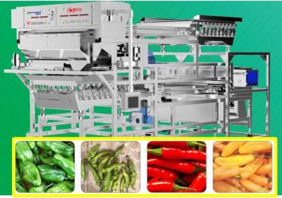 Китай Тип свежие слои 500 пояса сортировщицы 2 цвета Chili - 800Kg/H с объективом Феникса продается
