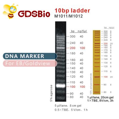 Cina indicatore del DNA della scala 10bp M1011 (50μg) /M1012 (50μg×5) in vendita