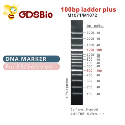 Cina scala 100bp più l'indicatore del DNA M1071 (50μg) /M1072 (50μg×5) in vendita