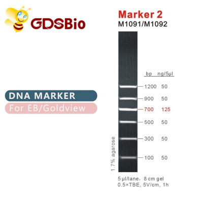 Cina Scala del DNA dell'indicatore 2 M1091 (50μg) /M1092 (50μg×5) in vendita