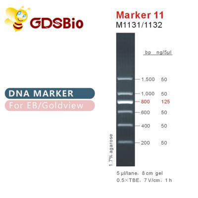 Cina Scala M1131 (50μg) /M1132 (5×50μg) del DNA dell'indicatore 11 in vendita