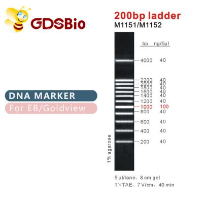 Cina 200bp indicatore M1151 (50μg) /M1152 (5×50μg) del DNA della scala in vendita