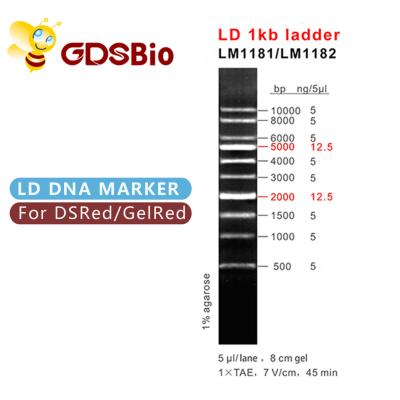 Cina Indicatore del DNA della scala 1000bp di LD 1kb LM1181 (50 preparazioni) /LM1182 (50 preps×5) in vendita