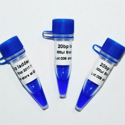 中国 20bp梯子DNAのマーカーの電気泳動のGDSBioの青い出現 販売のため