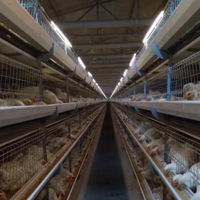 China Wholesale H Type Automatic Broiler Chicken Cage for Poultry Farms for sale
