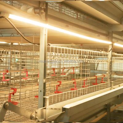 China Poultry Farm Equipment Pullets Rearing Cage Pullet Cage for Chicken House Shed for sale