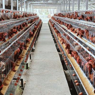 China Hot Dip Galvanize Steel Automatic a Type Layer Poultry Farm Battery Chicken Cage for Chicken for sale