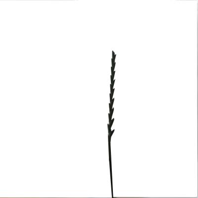 China Oscillating Saw Blade,Multi Tool Accessories for sale