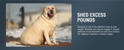 Chine Machine de promenade durable pour chiens équipement de poids et d'agilité SAP personnalisé pour chiots actifs à vendre