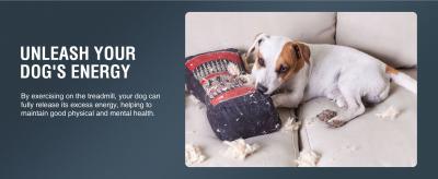 Chine Machine de promenade durable pour chiens équipement de poids et d'agilité SAP personnalisé pour chiots actifs à vendre