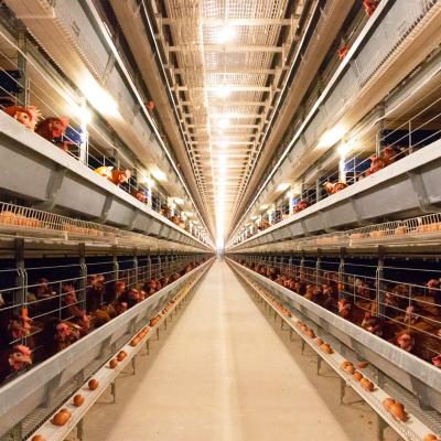 China Poultry Equipment Farming Chicken Layer Cage Supplier Automatic Battery Egg Layer Chicken Laying Hens Cages for Sale for sale