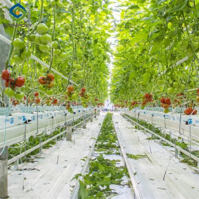 China Waterdichte Tomato Groenhouses Bedrijf Te koop Met Hydroponic System Assembly Vereiste Groenhouses Te koop