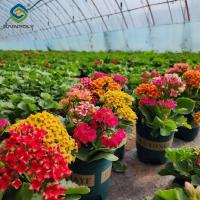 Quality Commercial 4 Season Greenhouse Flower Planting Greenhouse UV Resistant for sale