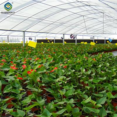 Galvanized Steel Frame Greenhouse multi span greenhouse Film Covering Space