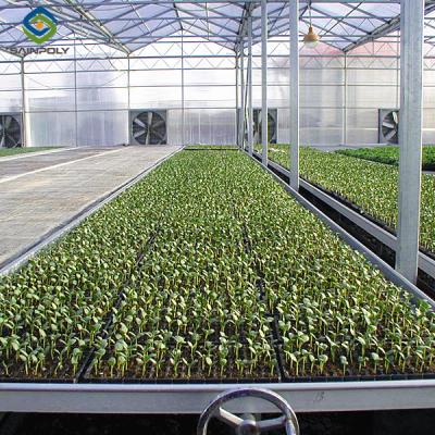 Venlo Greenhouse Commercial Polycarbonate Glass Greenhouse For Seeds Vegetables