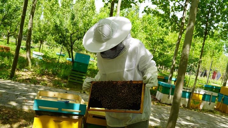 Verified China supplier - Henan Multi-Sweet Beekeeping Technology Co., Ltd.