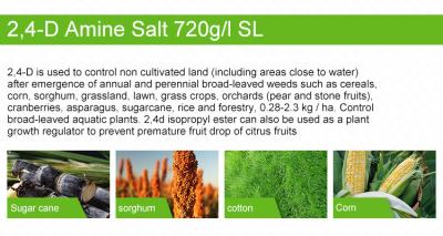 Cina Erbicidi selettivi del sale dell'amina 2-4-D di Cas 94-75-7 per le cipolle, erbacce in vendita
