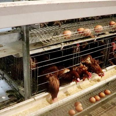China Poderoso um tipo gaiola da galinha da camada para a venda do ovo da exploração agrícola da grande escala fácil de limpar à venda