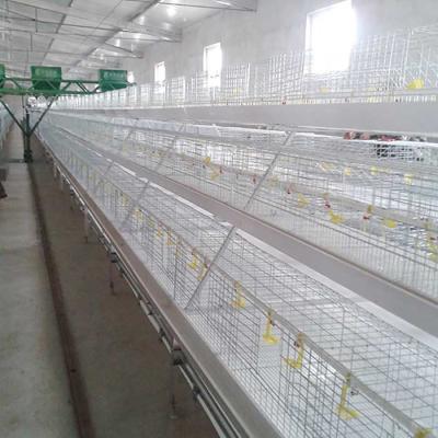 China 1.4m × 0.7m × 0.4m Batterijtype Kooi, Auto het Drinken Laag de Landbouwkooi Te koop