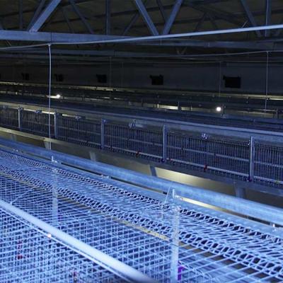 Cina Bene durevole un tipo tasso di mortalità basso della gabbia del pulcino del bambino con il sistema d'alimentazione manuale in vendita