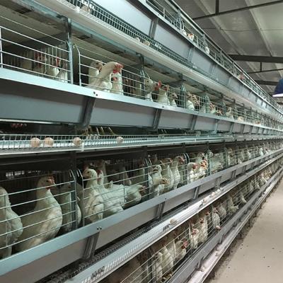 China Ovo que recolhe gaiolas das aves domésticas do fio, gaiola galvanizada mergulhada quente da camada de 4 séries à venda