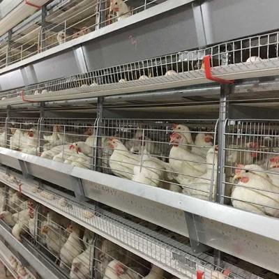 中国 照明の層の鶏のおりの高性能の省力化を上げる農場 販売のため