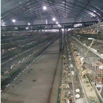 Cina Un tipo uovo Duck Layer Cage Price di Duck Farm Cages Poultry Cage in vendita