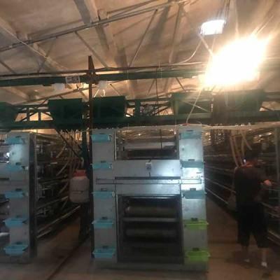 Cina 380V / la quaglia commerciale 220V ingabbia l'alimentazione automatica della struttura d'acciaio della gabbia di forma di U in vendita