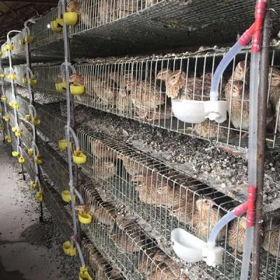 Cina Gabbia per uccelli trafilata a freddo della quaglia della saldatura del cavo, economia di spazio sicura delle gabbie di stenditura della quaglia in vendita