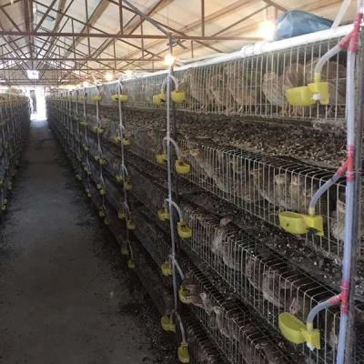 Cina Gabbia resistente alla corrosione per la quaglia che coltiva, piccola gabbia per uccelli 380V/220V in vendita