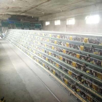Cina Gabbie commerciali di strato della quaglia, filo di acciaio galvanizzato caldo Q235 poca gabbia per uccelli in vendita