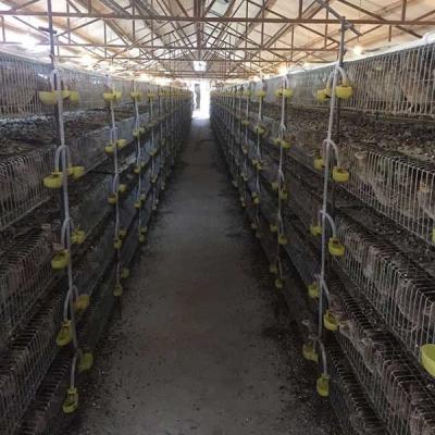 Cina Conigliera della quaglia del filo di acciaio Q235, dell'azienda agricola di volo di garanzia delle gabbie per uccelli 15 - 20 anni in vendita