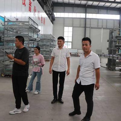 Cina gabbia per polli commerciale di High Tech, grande gabbia per uccelli automatica per la quaglia in vendita