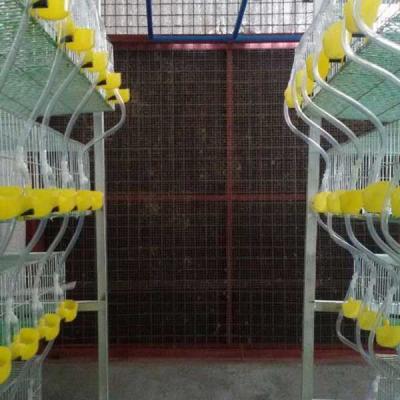 Cina Anti rivestimento galvanizzato della immersione calda della gabbia della quaglia di corrosione che lavora risparmio di lavoro in vendita