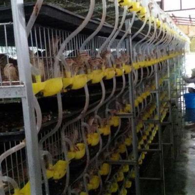 Cina Gabbie di deposizione delle uova automatiche della quaglia, strato dell'azienda agricola della quaglia che coltiva gabbia non tossica in vendita