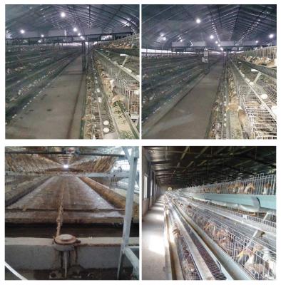 Cina Gabbia dell'anatra dell'abbeveratoio automatico per di garanzia dei laboratori 15 - 20 gli anni animali in vendita