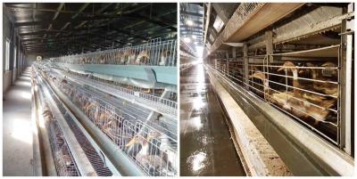 Cina 3 / Controllo automatico stratificato 4 file della gabbia dell'anatra per la stenditura del materiale delle uova Q235 in vendita