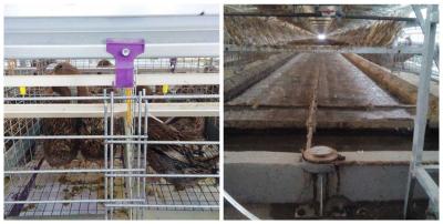 Cina Gabbia per uccelli di strato di grande capacità, gabbie ammobiliate per le galline ovaiole/anatra in vendita