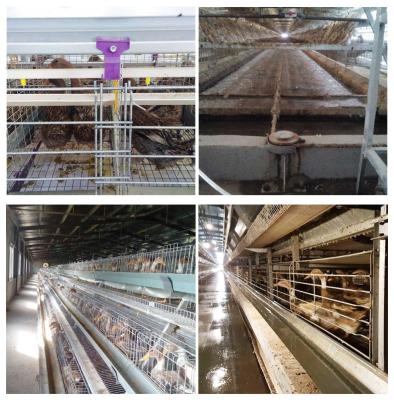 Cina Tipo d'alimentazione automatico gabbie in batteria, gabbia di H di piccola zona per l'agricoltura di strato in vendita