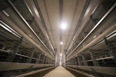 Cina L'alto allevamento del cavo di produttività lavorativa ingabbia la pulizia facile rispettosa dell'ambiente in vendita