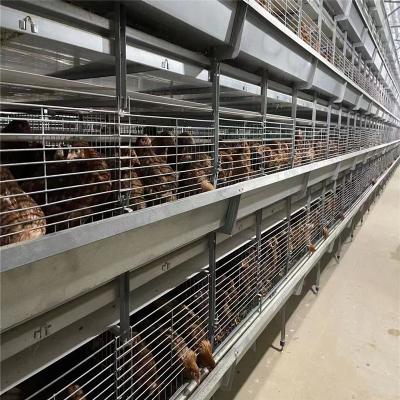 Cina Allevamento di Chick Cage For Young Chick del bambino di 4 uccelli della fila 192 in vendita