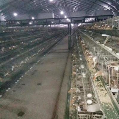 Cina Duck Farming Battery Type Cage, Duck Farming Cages For Sale automatico in vendita