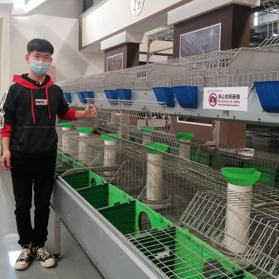 Cina Gabbia commerciale galvanizzata immersa calda del coniglio della batteria delle attrezzature della gabbia dell'azienda agricola del coniglio della gabbia per polli di batteria del coniglio della carne in vendita