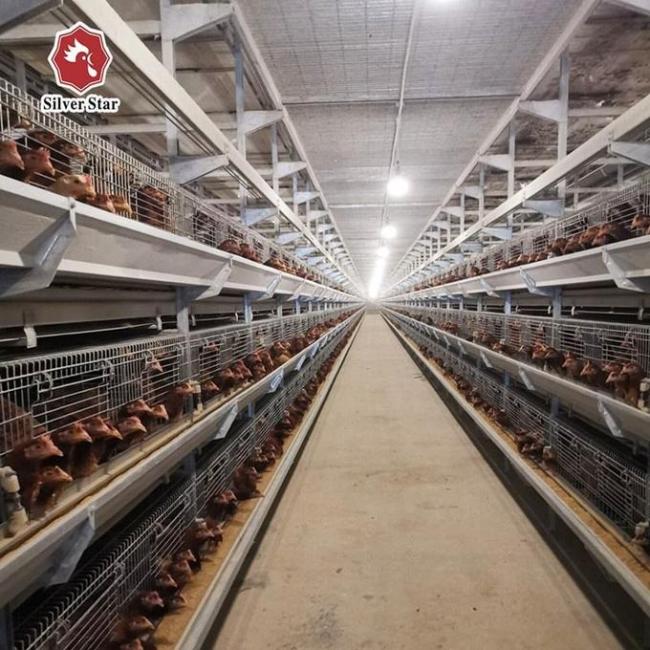 Automatic feeding system for broiler battery cages
