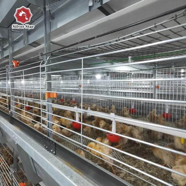 Hot Dip Galvanized Automatic Broiler Battery Cage System for 100-300 Chickens with Automatic Feeding Trough